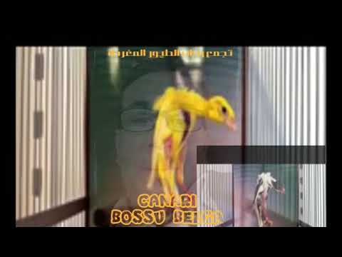 Canari bossu belga - YouTube