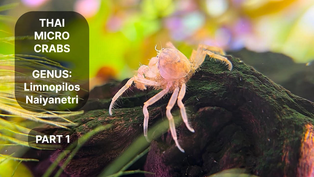 Thai Micro Crabs - Part 1 - Mating, Hatching, Rearing the Larvae and ...