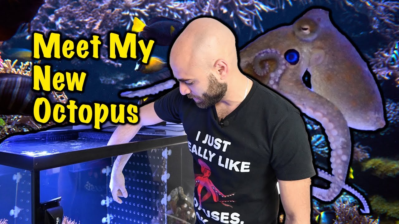 MY OCTOPUSES FINALLY MEET!!! - YouTube