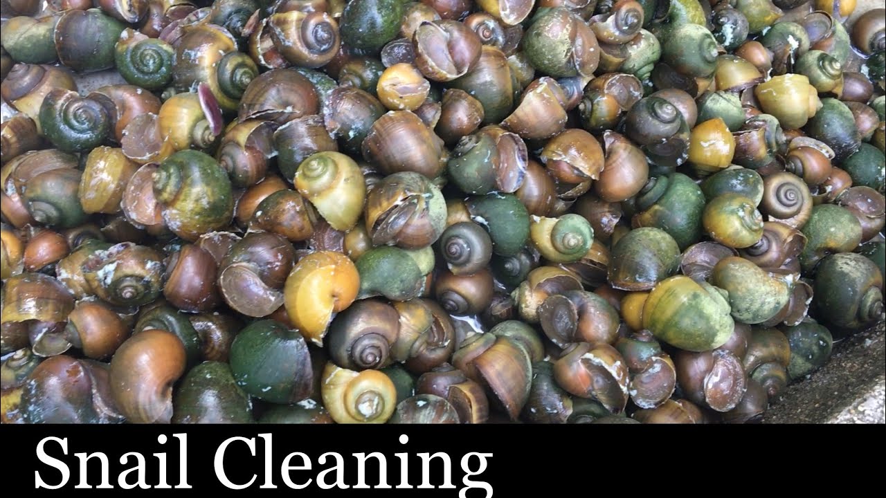 Snail cleaning process - YouTube