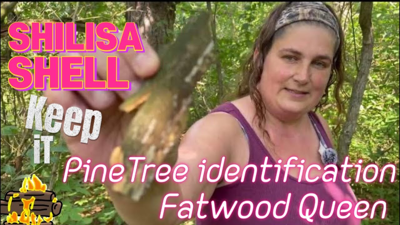 How to identify Pine Trees In Search Of Fatwood - YouTube