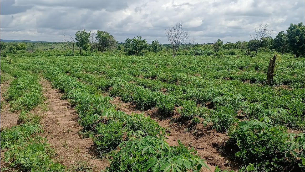 Groundnut And Cassava 1 Youtube