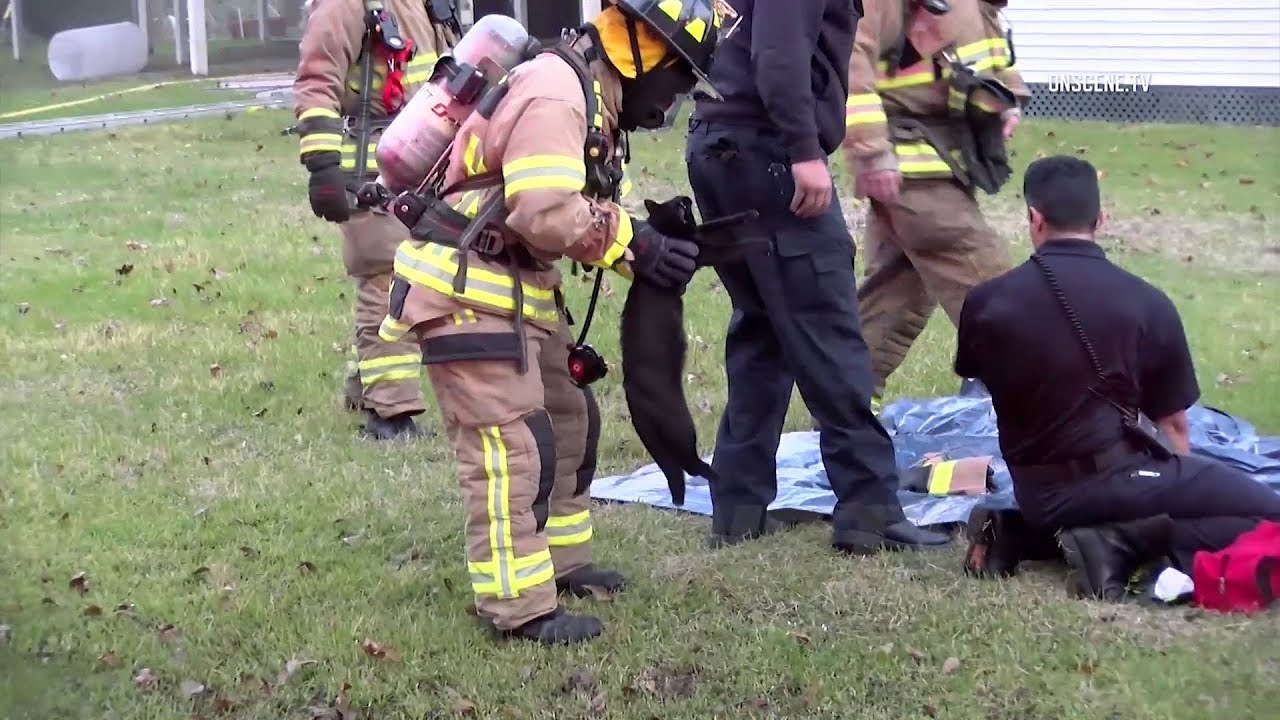 Houston Firefighters Save Pets From House Fire YouTube houston-firefighters-save-pets-from-house-fire-youtube