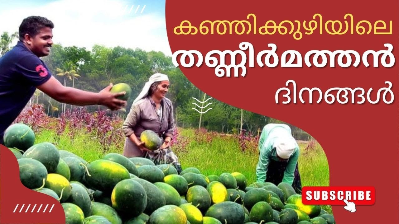 100% ജൈവം സുജിത്തിന്റെ സ്വപ്‍നമത്തൻ | Sujith Swaminikarthil ...