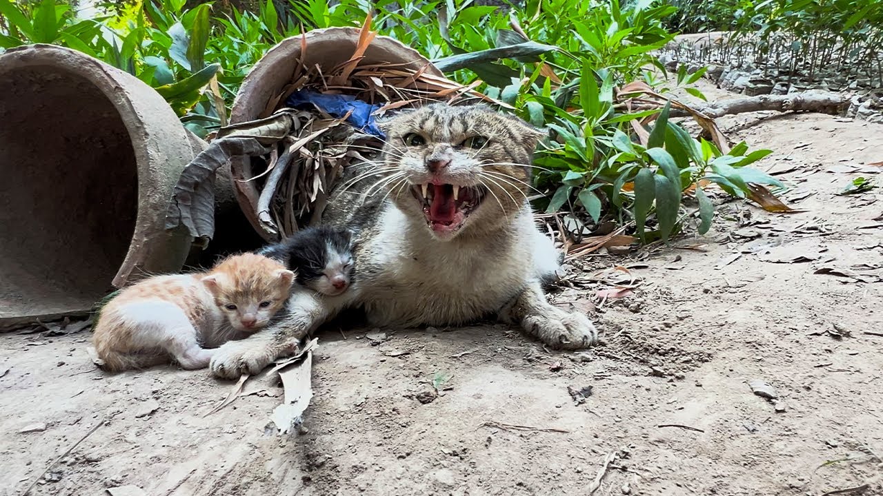 Aggressive Mother Cat Protects Her Kittens After Tragic Loss - YouTube