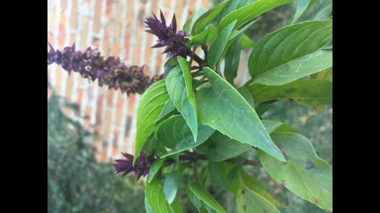 Como se Reproduce el ALBACAR por Semilla - YouTube