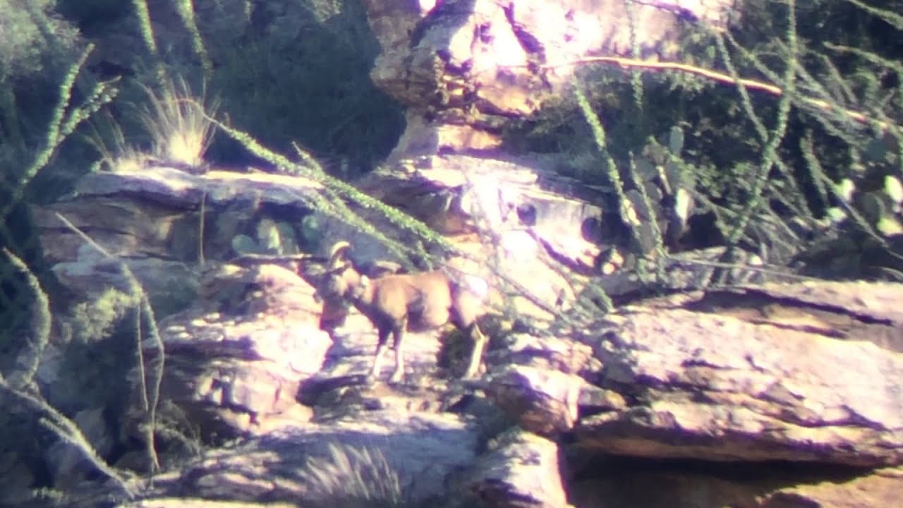 RAW VIDEO: Bighorn Sheep Ewe in Catalinas - YouTube