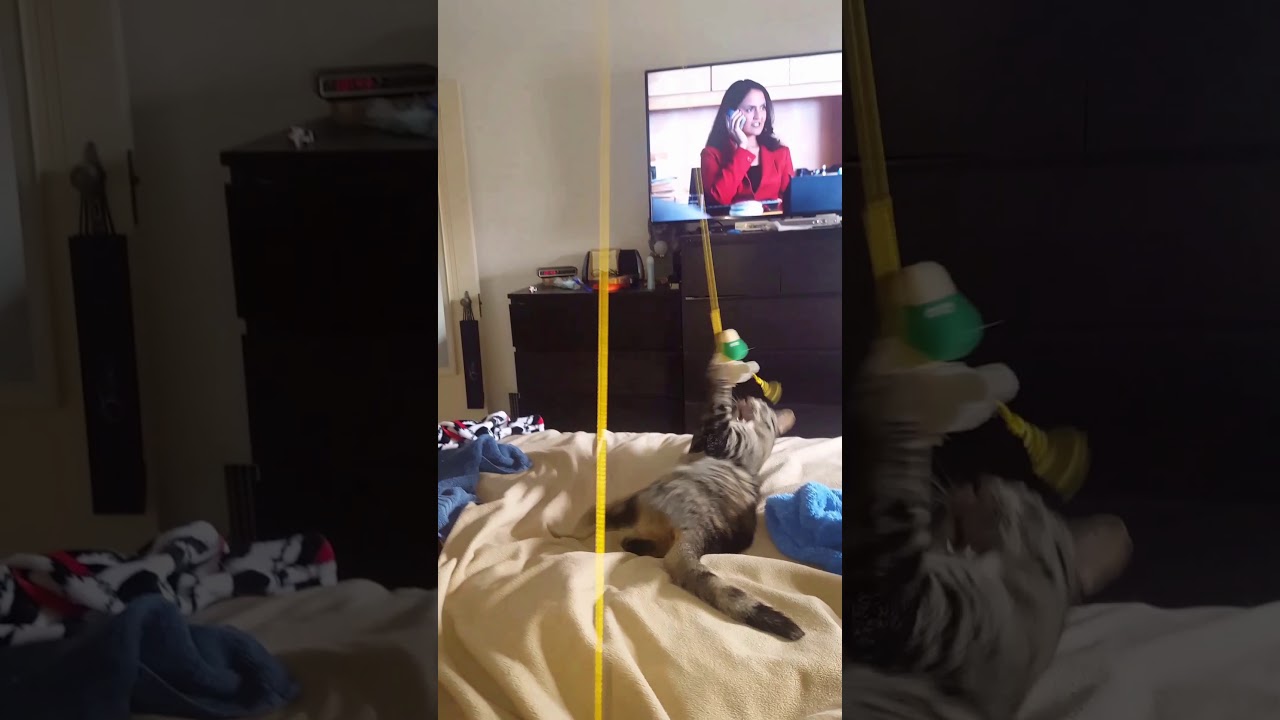 Crazy cat attacks duck toy - YouTube