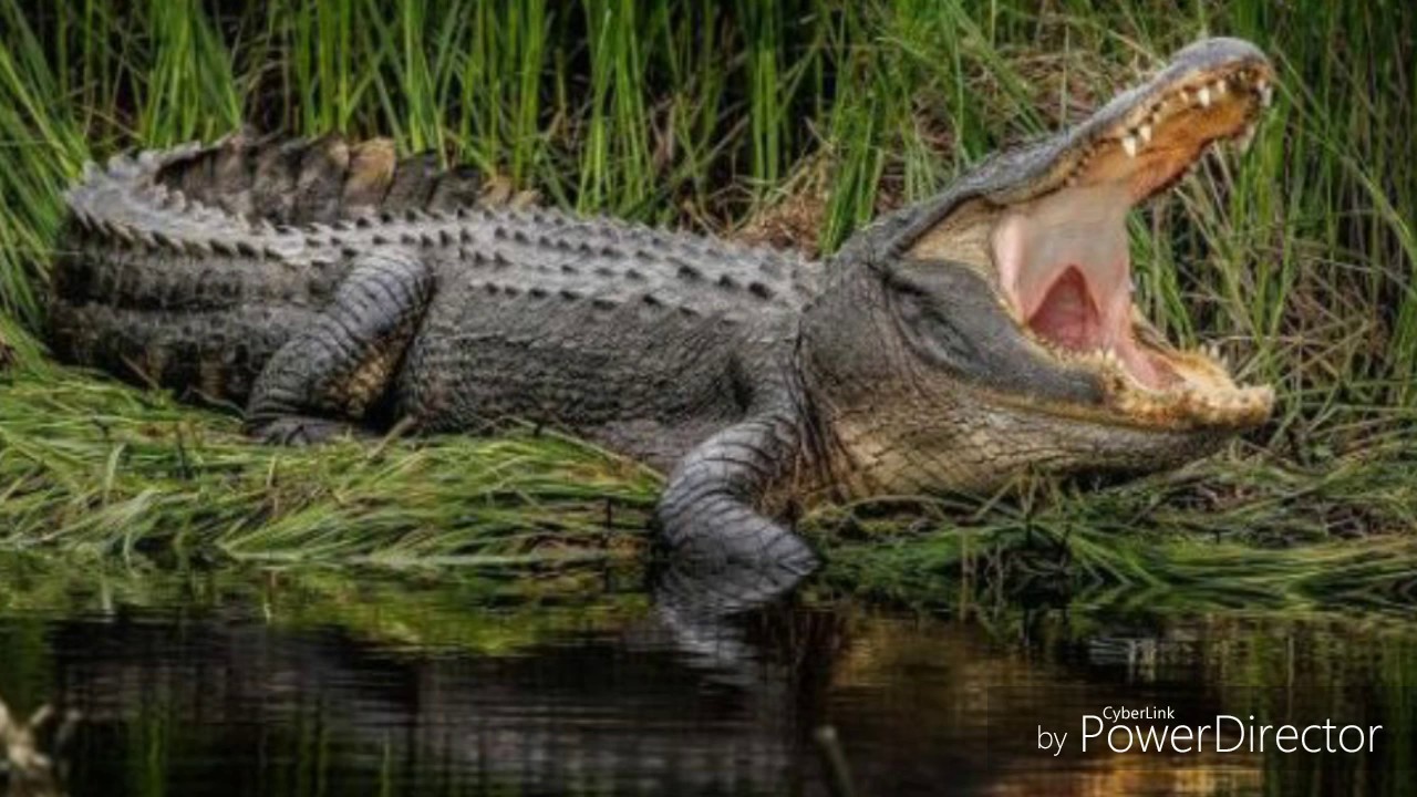 Cryptid Files #1:Two-Toed Tom"The Demon Gator of the South" - YouTube