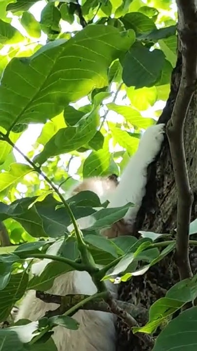 Супер котик Филя 😍 ️🥰мяу мяу Cat Cute Follow Like Youtube