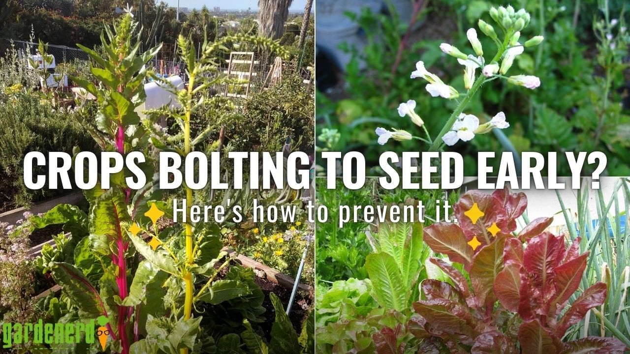 What Makes Crops Bolt To Seed Early? And How to Prevent It. - YouTube