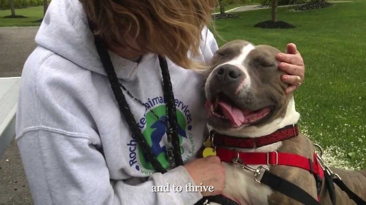 Pitty Love Rescue Chances - YouTube