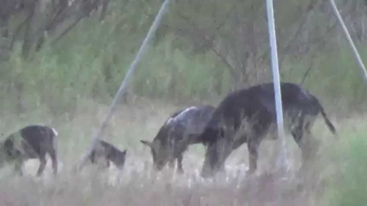 South Texas Hog Hunt- 1 Shot 1 Kill! .308 Ruger Scout - YouTube