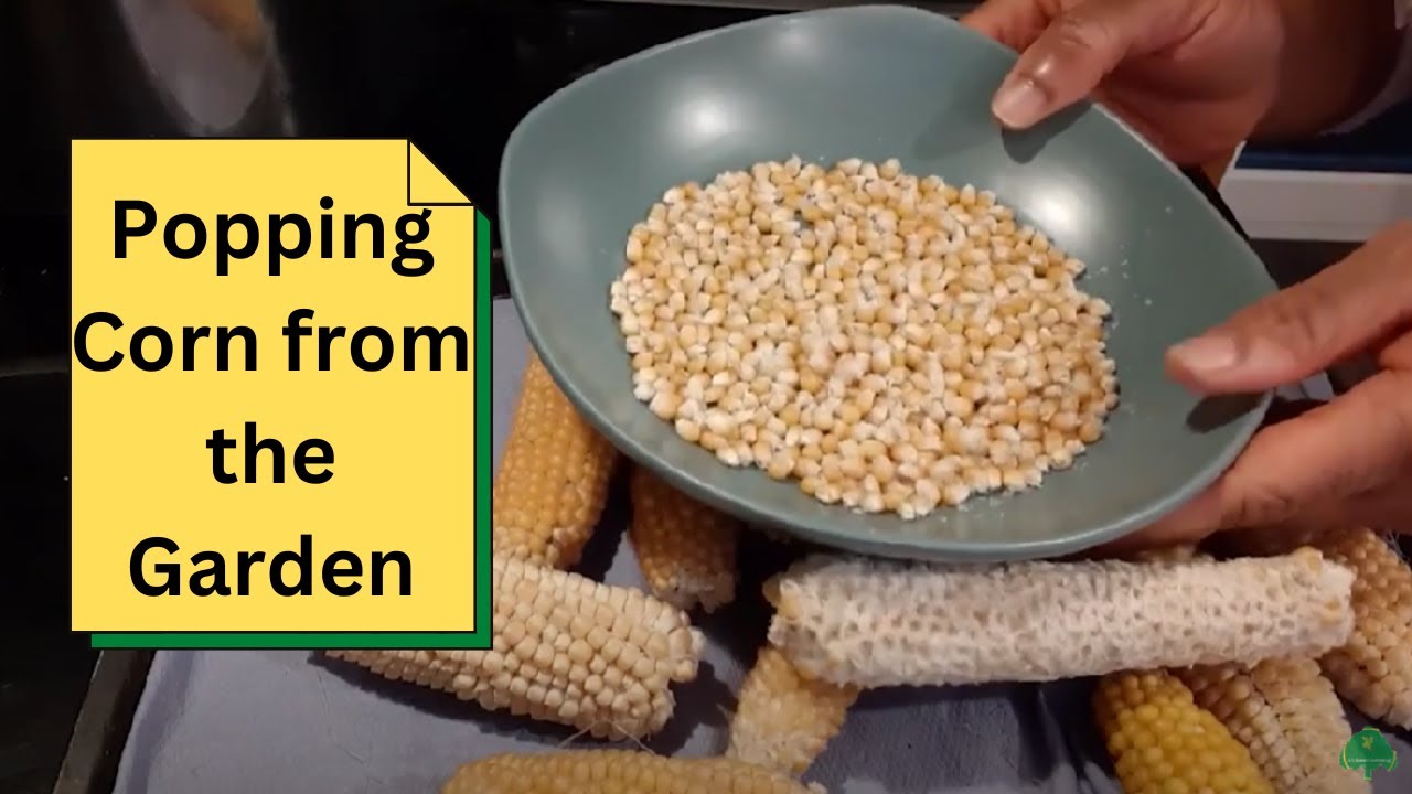 Popping Corn from the Garden - YouTube