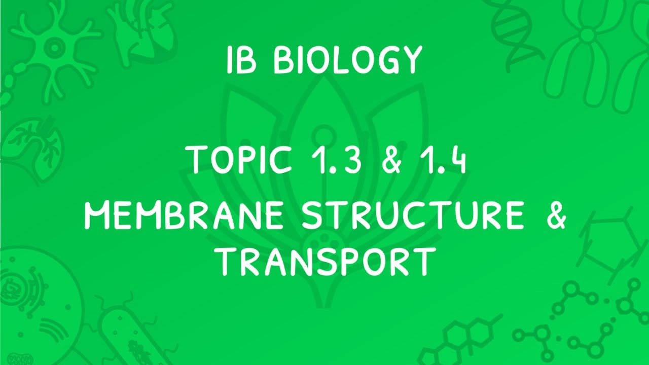 IB Biology Topic 1.3 & 1.4: Membrane Structure, Particle Movement ...