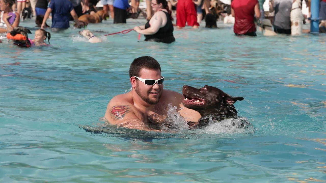 Pooches in the Pool 2017 - YouTube