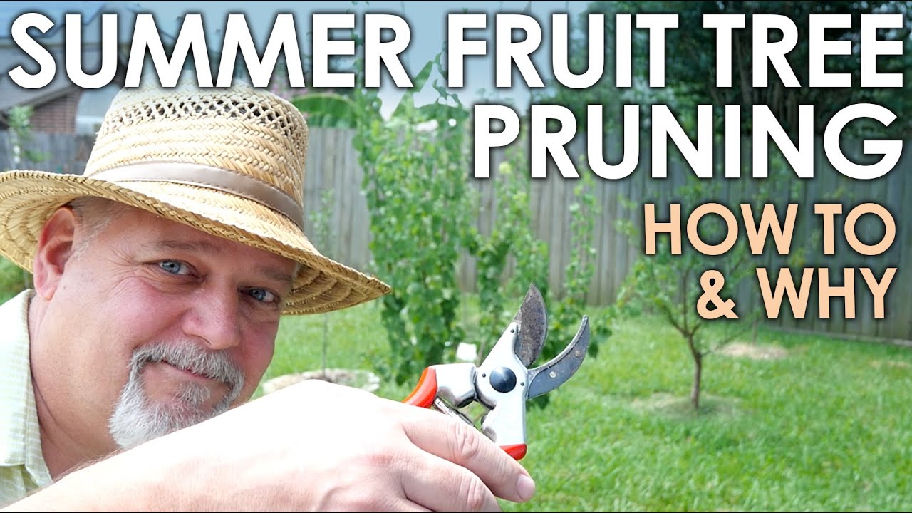 Summer Fruit Tree Pruning - How To and Why || Black Gumbo - YouTube