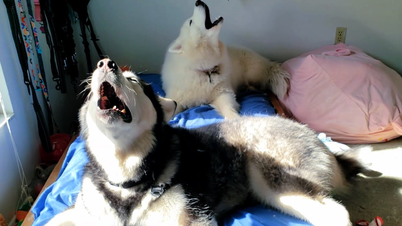 Malamute & Husky Morning Song Sing Along With Howls! - YouTube