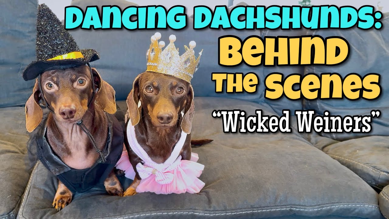 BEHIND THE SCENES: Wicked Weiners performed by Dancing Dachshunds - YouTube