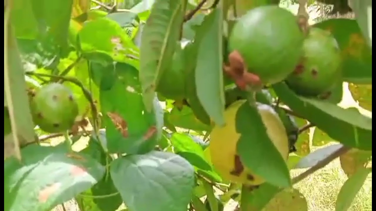Wild guavas on the hills... - YouTube