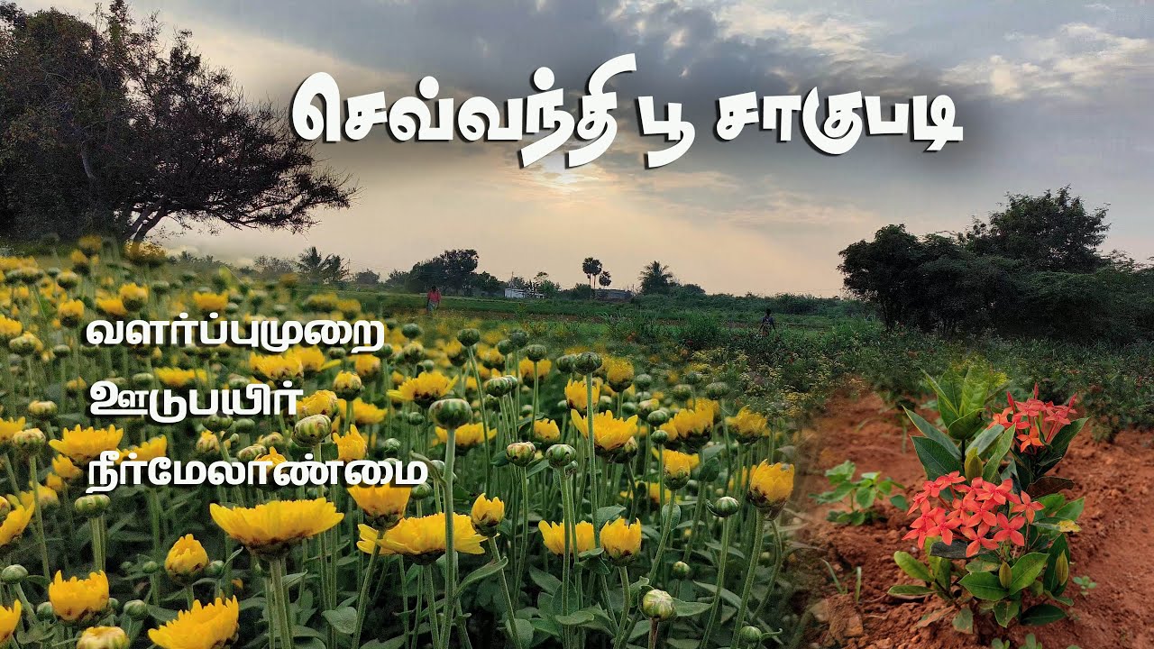 செவ்வந்தி பூ சாகுபடி | sevanthi flower cultivation in tamil #uzhavan ...