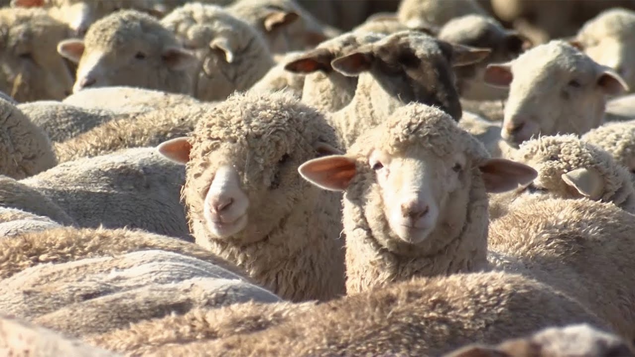 China Adds Additional Import Regulations on Hides and Skins - YouTube
