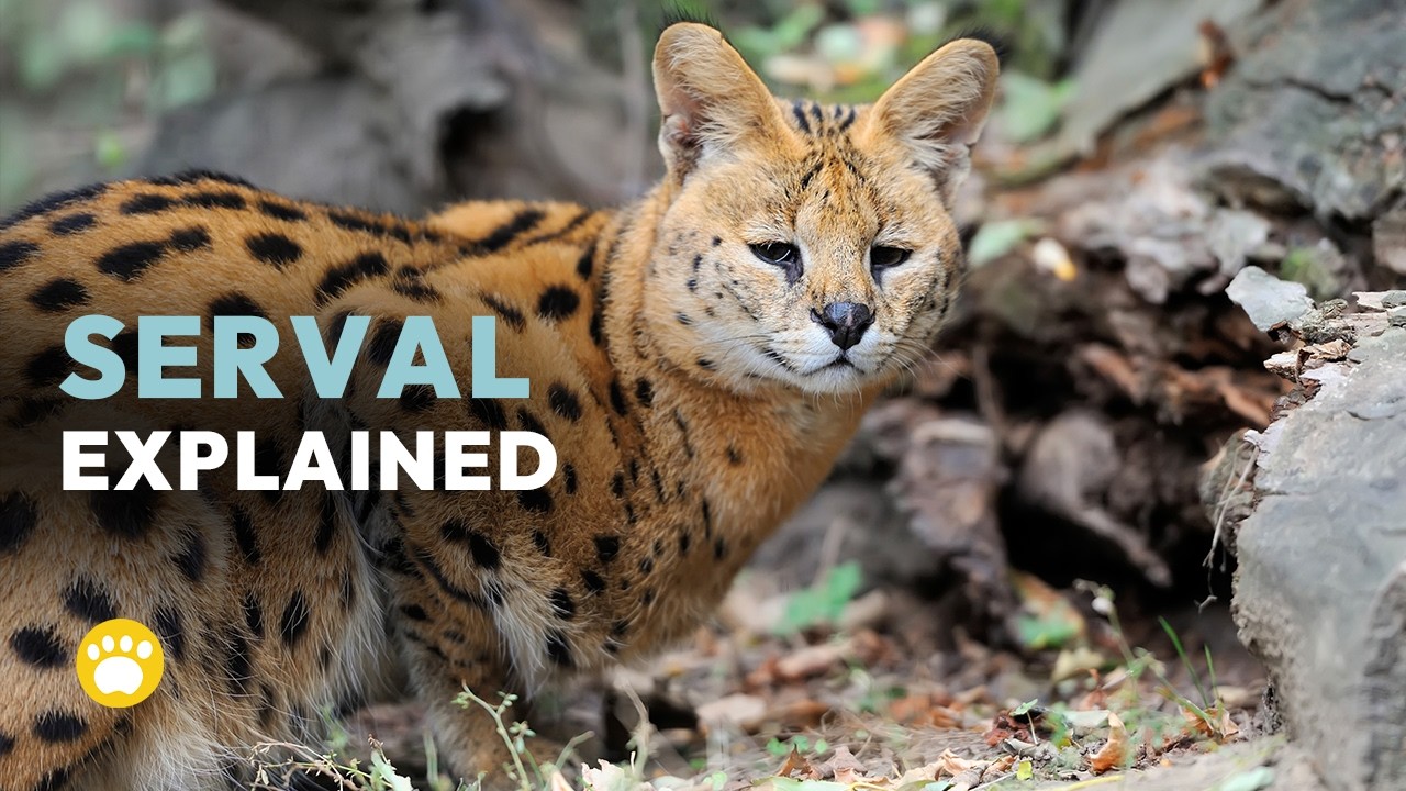 Serval Cat Explained (Medium-Sized Cat With Super Skills) - YouTube