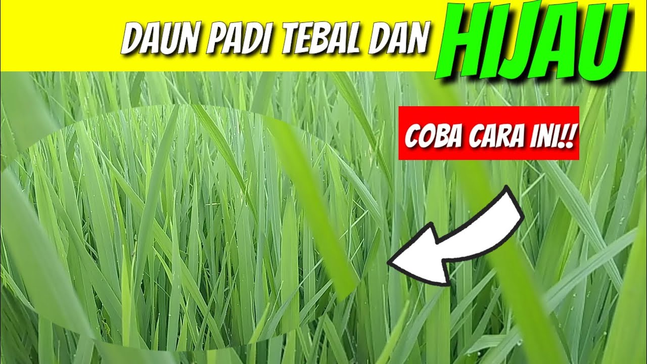 DAUN PADI KUNING?? berikut daftar FUNGISIDA untuk menghijaukan dan ...