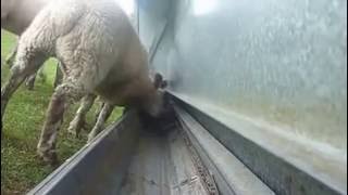 creep feeder plans for sheep - Woodworking Challenge