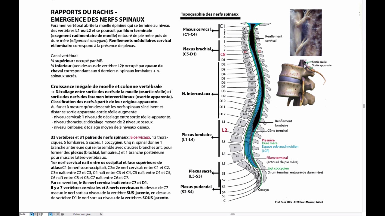 Rapports du rachis: nerfs spinaux - YouTube
