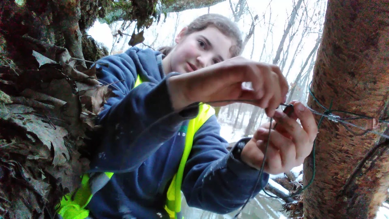 Setting Beaver Snares - YouTube