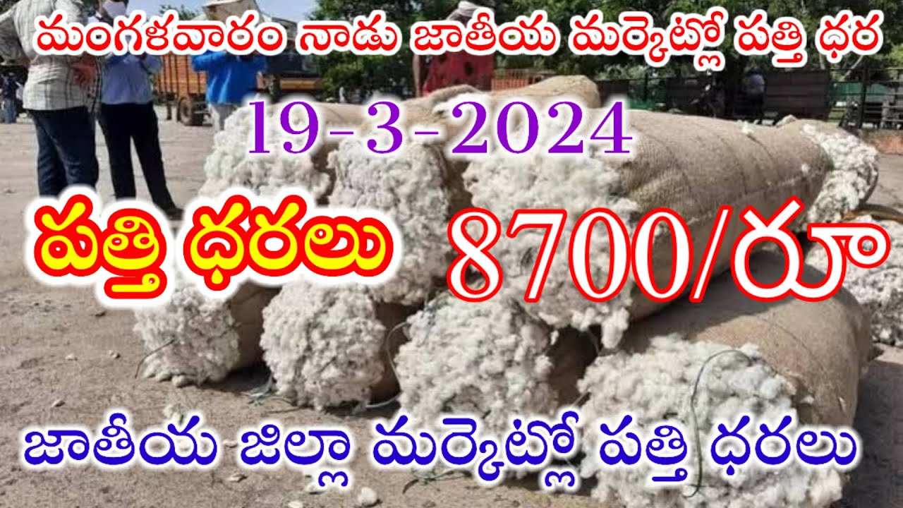 19-3-2024 today cotton price-today cotton rate-cotton price today ...