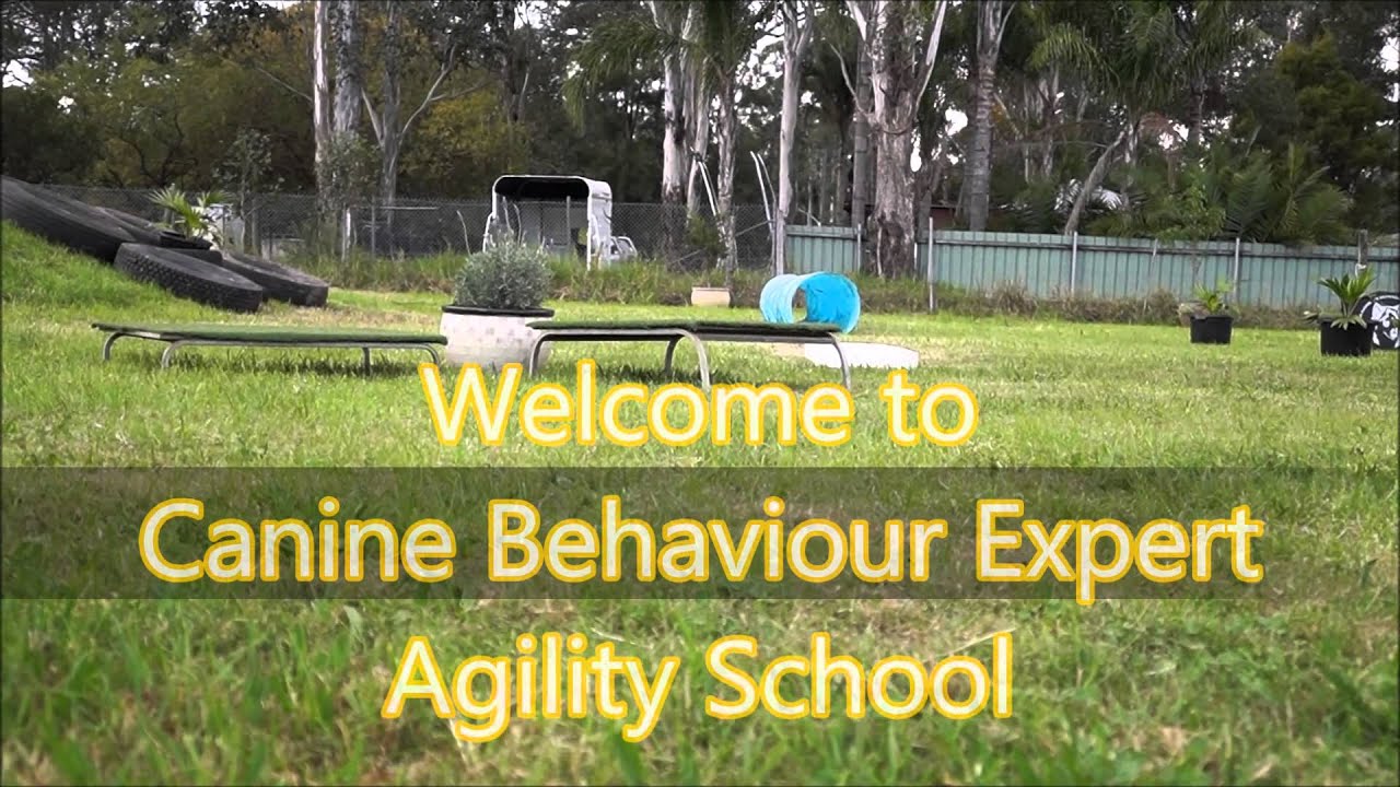 Dog Agility School YouTube dog-agility-school-youtube