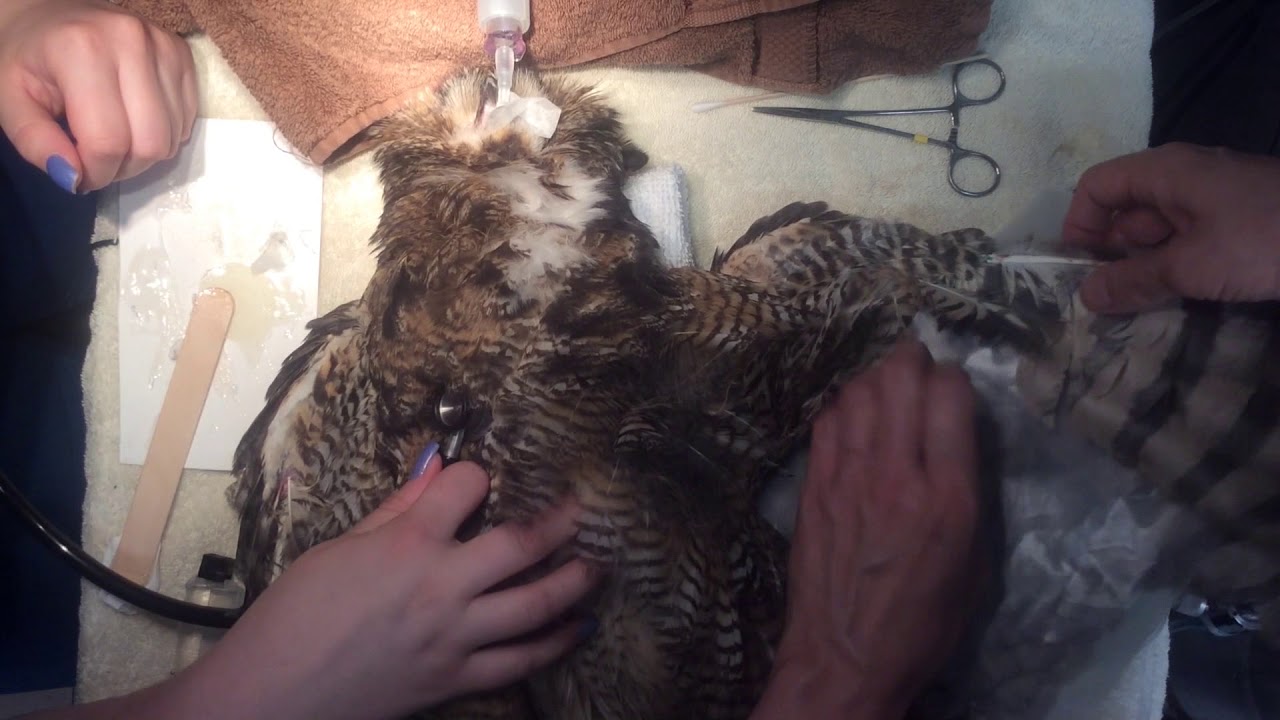 Feather Imping on a Great Horned Owl (slowed down) - YouTube