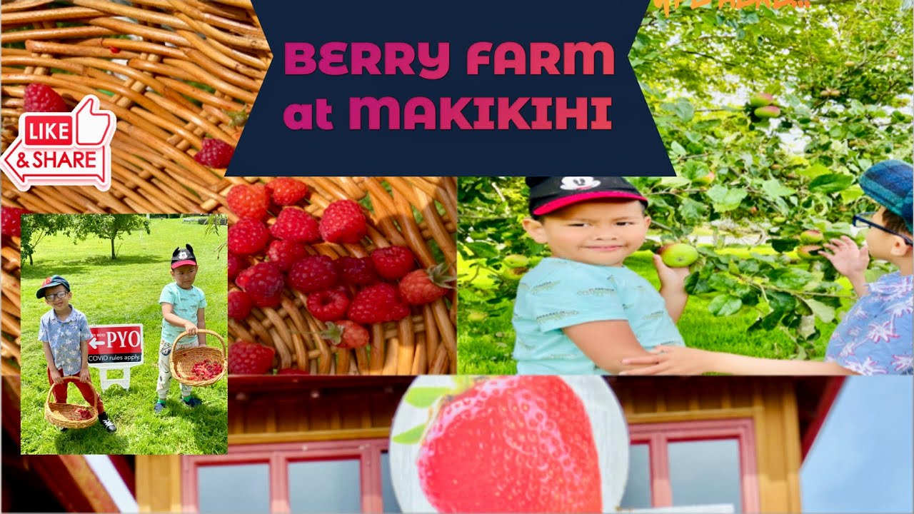 Pick Your own BERRY FARM 🍓in Makikihi. Memetik raspberry #raspberry # ...