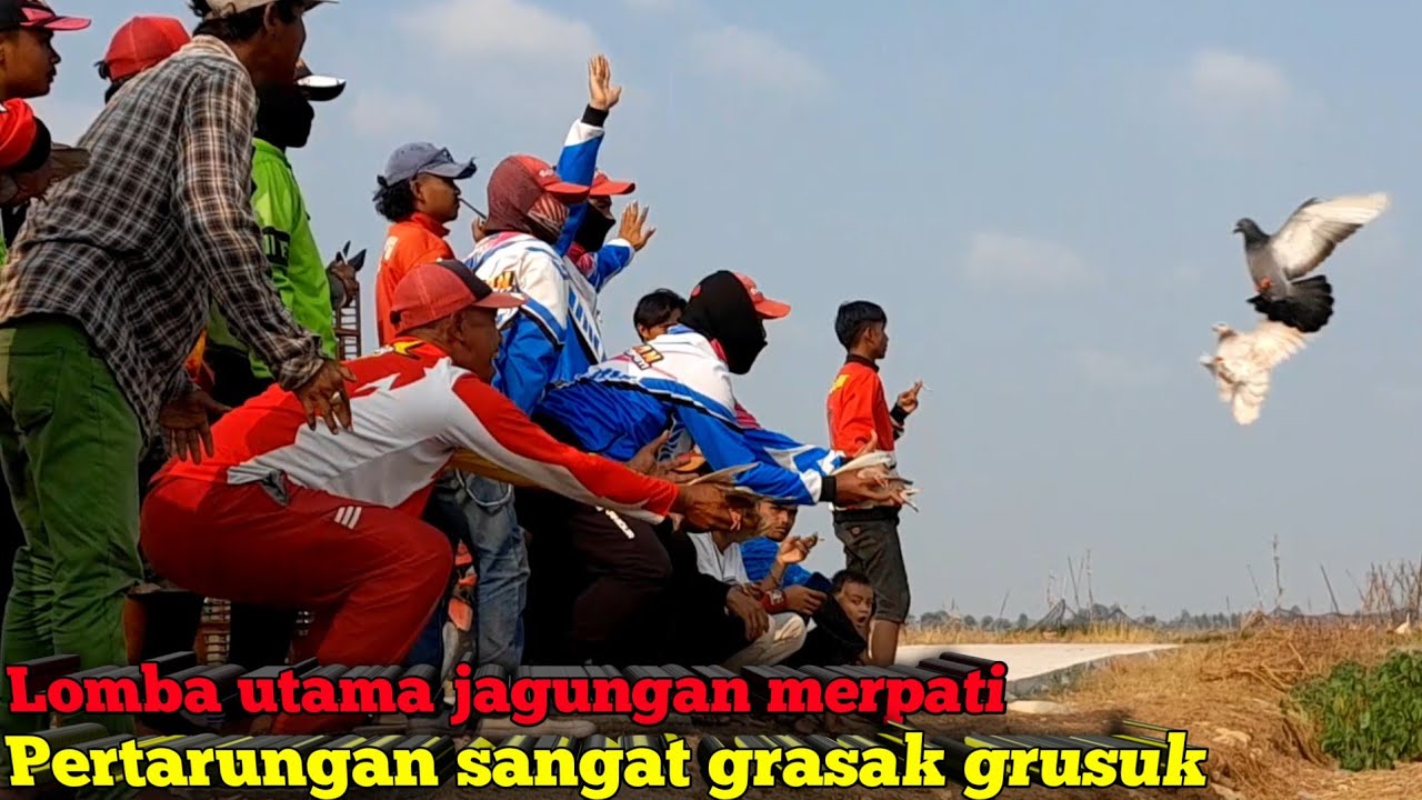 Lomba utama jagungan merpati" Pertarungan sangat grasak grusuk!! - YouTube