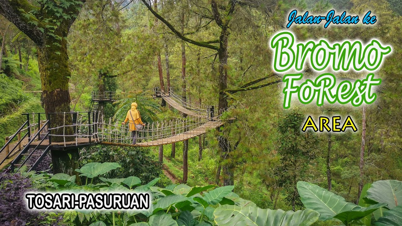 Jalan-Jalan ke Bromo Forest Area I Tosari, Pasuruan I New Normal - YouTube