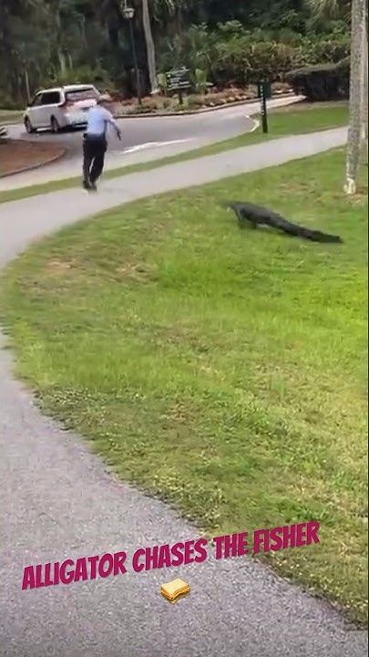 Alligator Chases the Fishermen #shorts #alligator #epic - YouTube