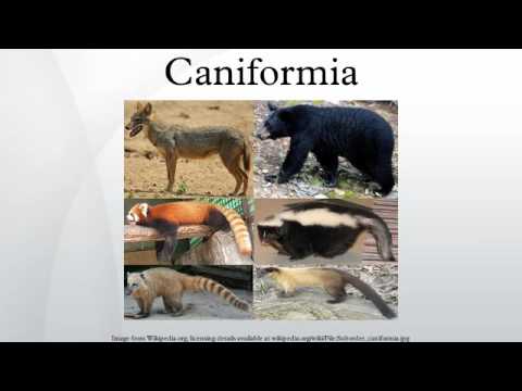 Caniformia - Alchetron, The Free Social Encyclopedia