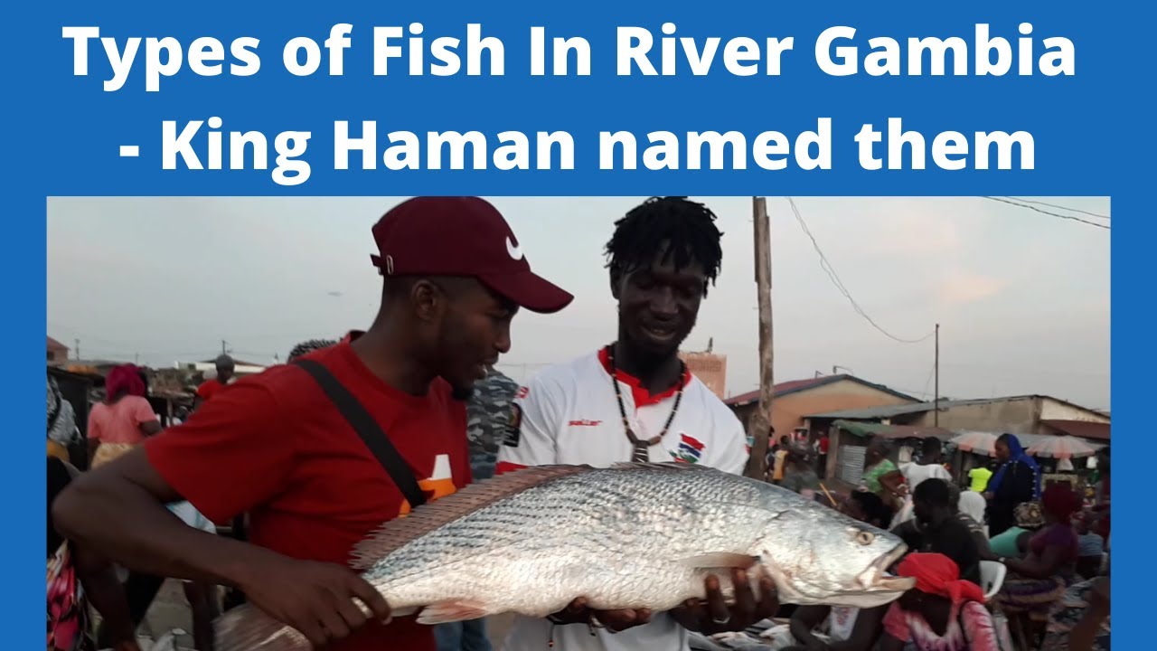 Types of fish in river gambia Tanji fish market | Haman Jallow showed ...