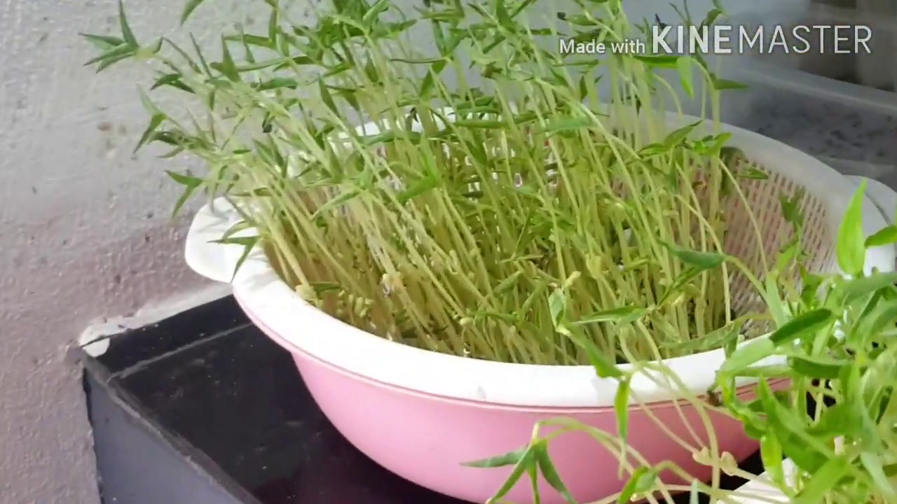 How to grow and cook microgreens - YouTube