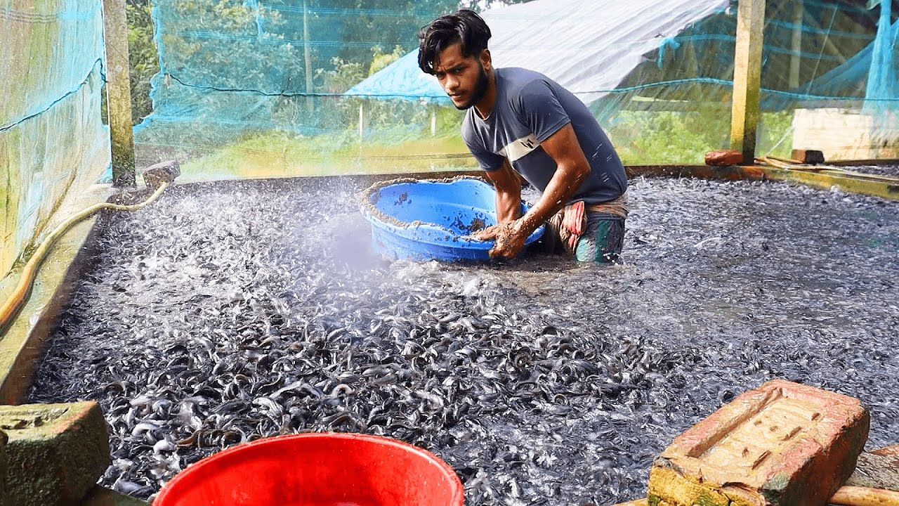 Professional Catfish Cultivation Business || Catfish Seeds Farming ...