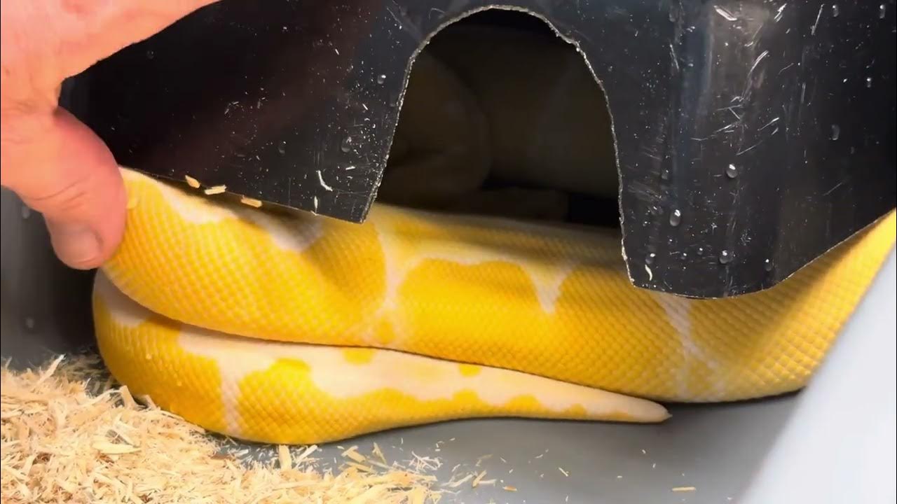 2024/2025 ball python breeding season lineups !!! - YouTube
