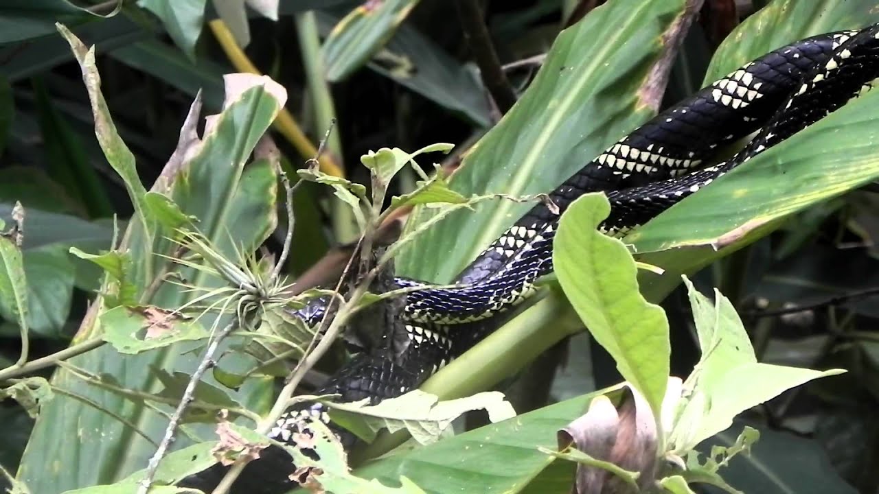 Veloz serpiente saltando - YouTube