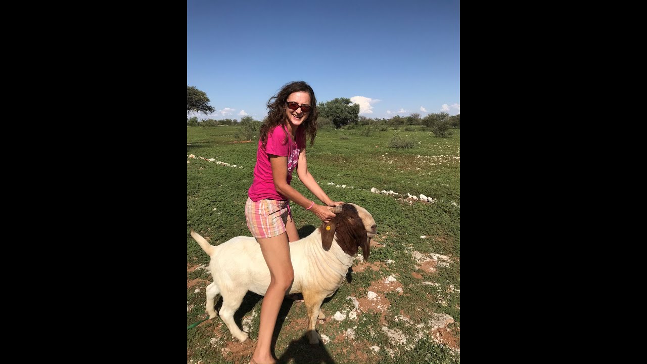 Annual Goat Appreciation day - YouTube