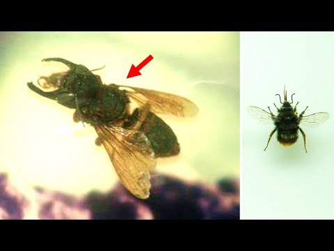 Giant Extinct Bee Has Been Discovered Living On Isolated Island - YouTube