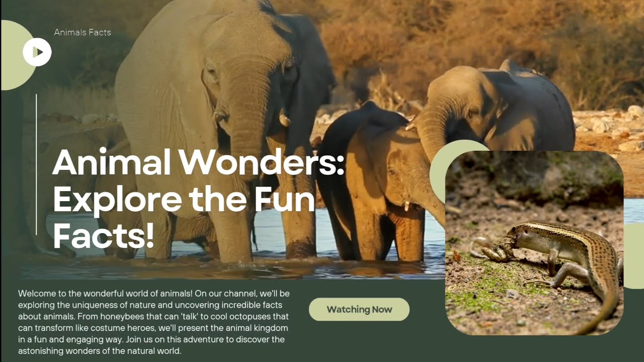 Animals wonder | explore the fun facts - YouTube
