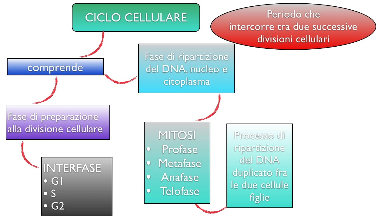 Ciclo cellulare - YouTube