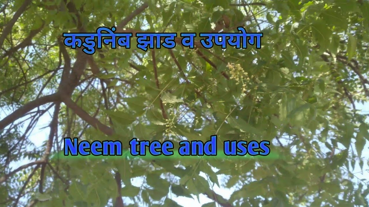 कडुनिंब झाड व उपयोग ||Neem tree and uses - YouTube