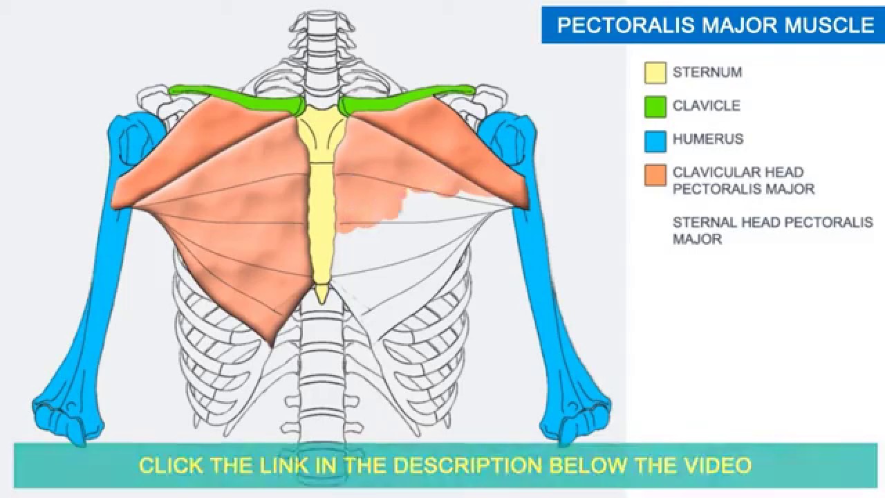 Pectoralis Major Location | Pectoral mayor ubicación - YouTube